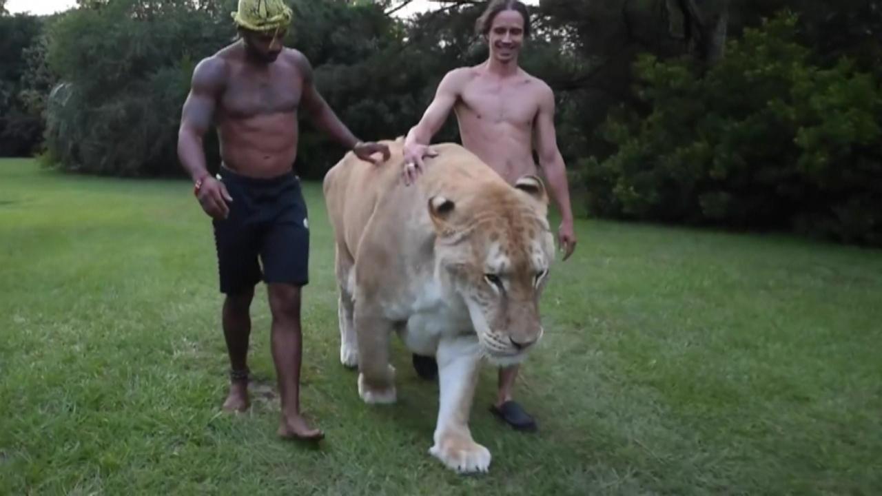 Aslan Ve Kaplan Melezi