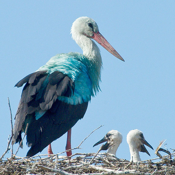 Mavi leylek baba oldu