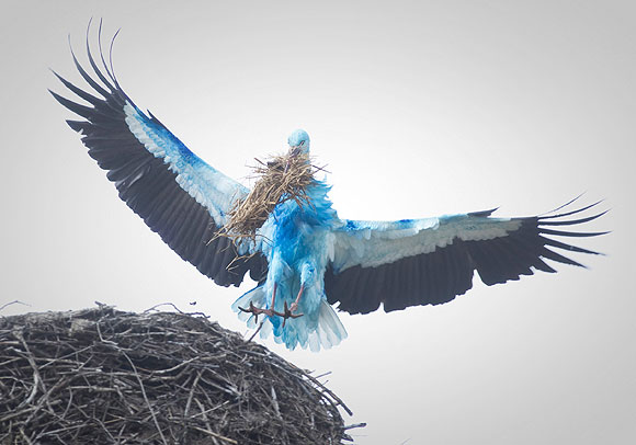 Mavi leylek baba oldu