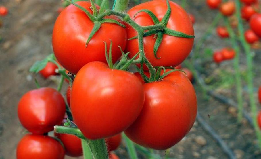 Türk domatesi için sevindiren gelişme - Ekonomi Haberleri