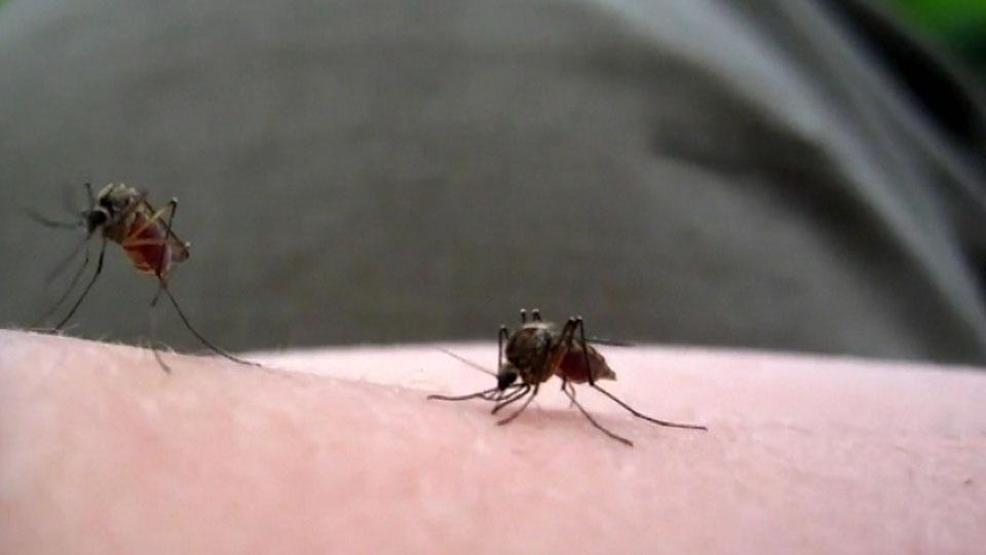 Sivrisinekten bulaşan Dang Humması (Dengue Fever) nedir, belirtileri ...