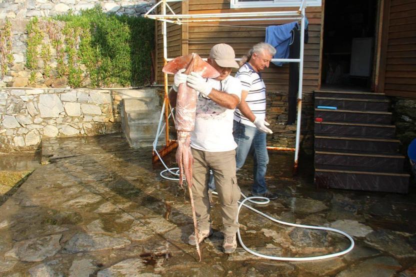 Dev kalamar sahile vurdu - Son Dakika Haberler CNN Türk