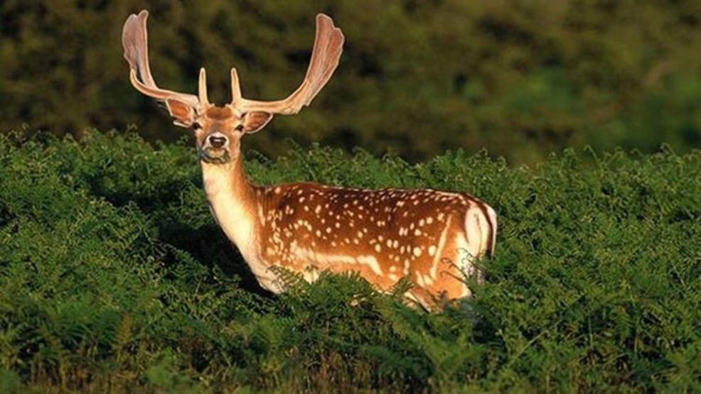 Türkiye'de nesli tükenmekte olan hayvanlar - Güncel Haberler Son Dakika