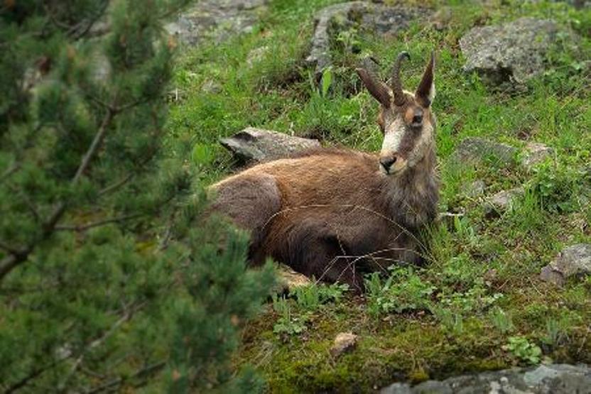Türkiye'de nesli tükenmekte olan hayvanlar - Güncel Haberler Son Dakika