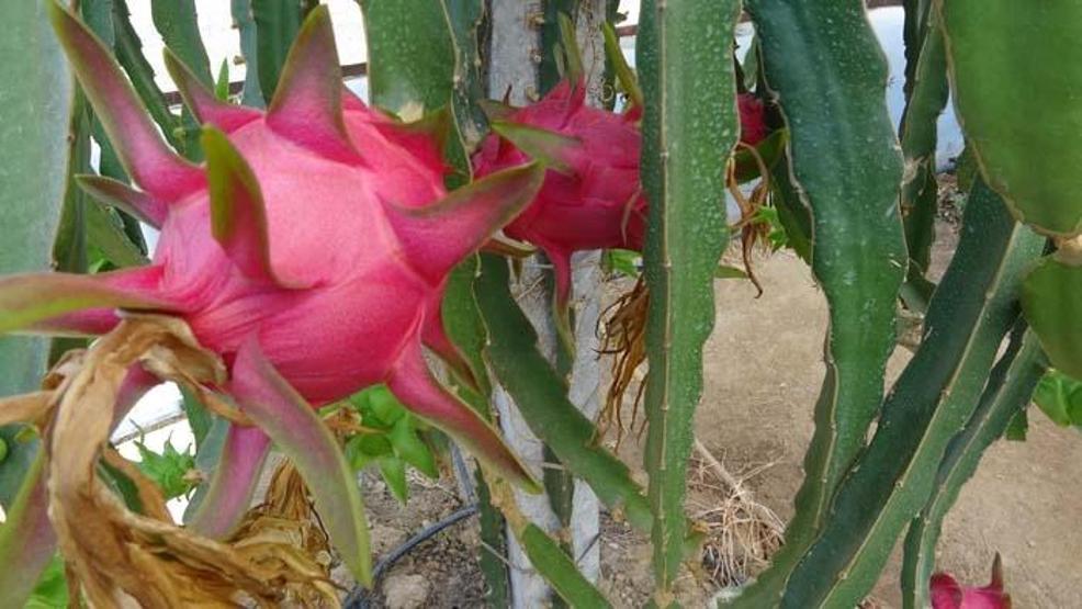 Taylandda görüp Aydın'da yetiştirmeye başladı! Tanesini 15 liradan ...