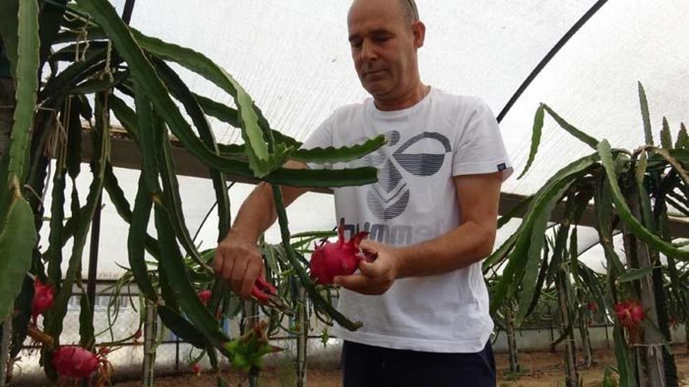 Taylandda görüp Aydın'da yetiştirmeye başladı! Tanesini 15 liradan ...