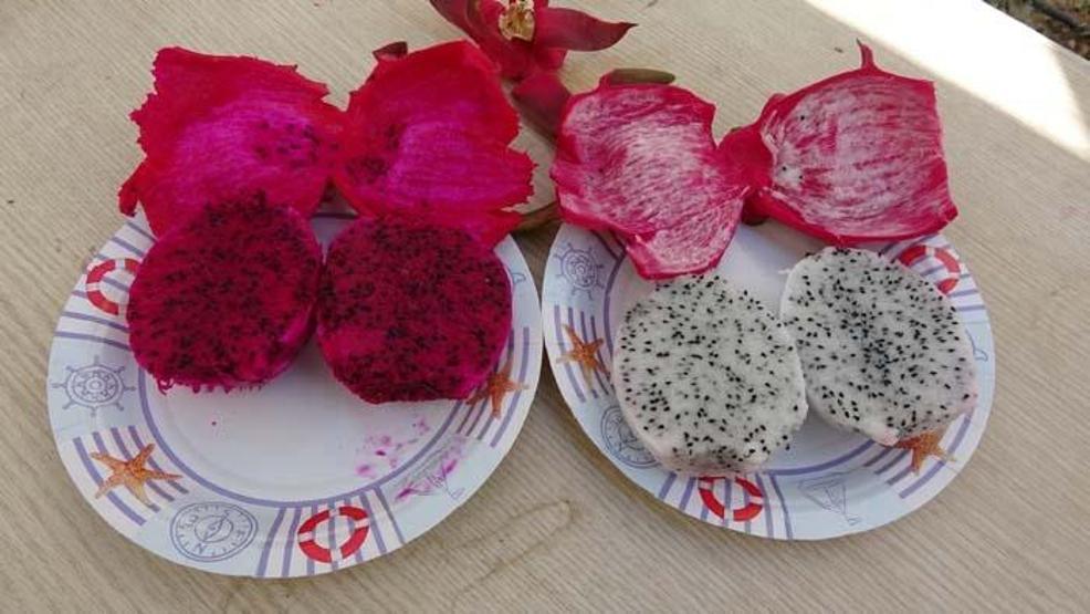 Taylandda görüp Aydın'da yetiştirmeye başladı! Tanesini 15 liradan ...