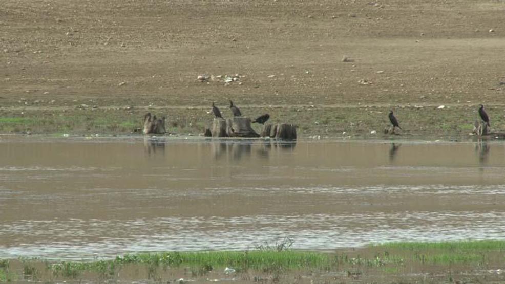 Angut kuşlarının kartpostalları aratmayan görüntüleri - Gazete Haberleri