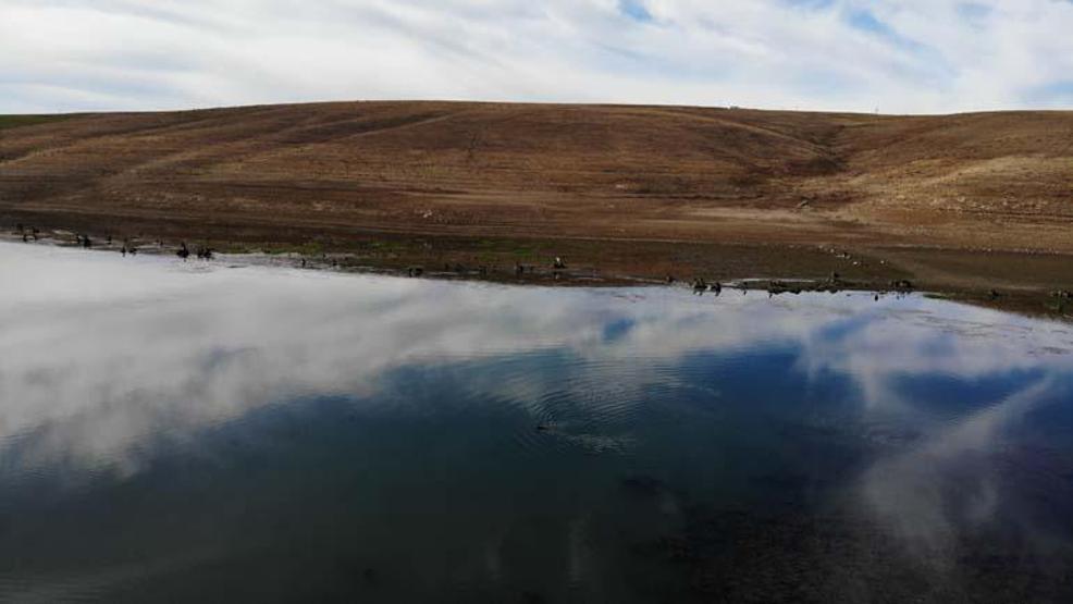 Angut kuşlarının kartpostalları aratmayan görüntüleri - Gazete Haberleri