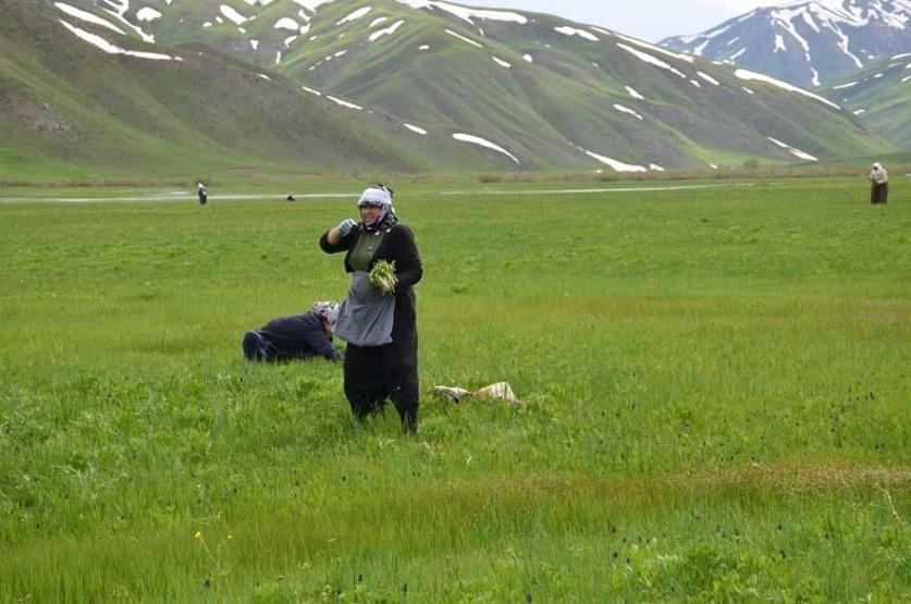 Bu otu toplamak için 200 km yol gidiyorlar! Peynirin içine katılıyor ...
