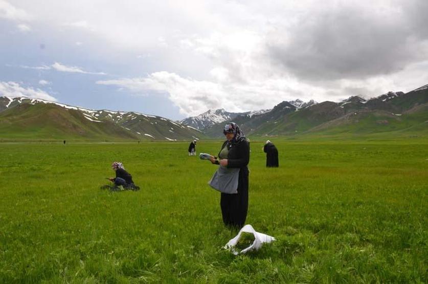 Bu otu toplamak için 200 km yol gidiyorlar! Peynirin içine katılıyor ...