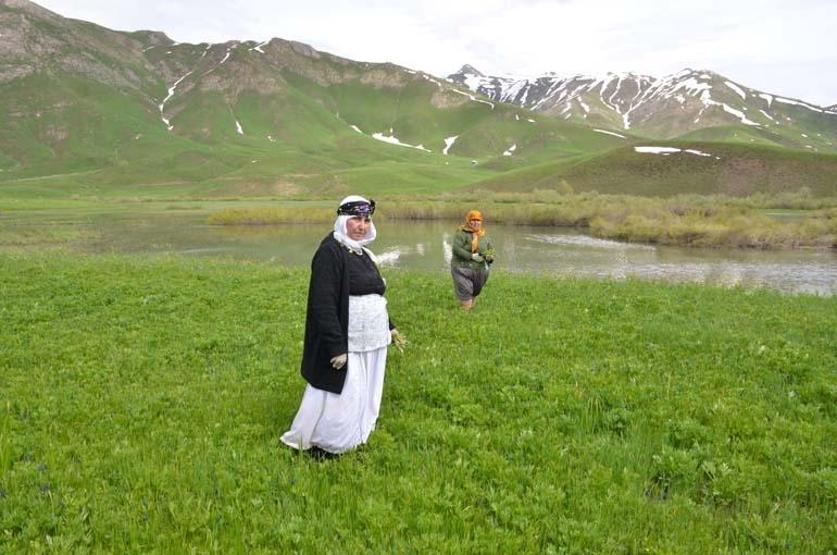 Bu otu toplamak için 200 km yol gidiyorlar! Peynirin içine katılıyor ...