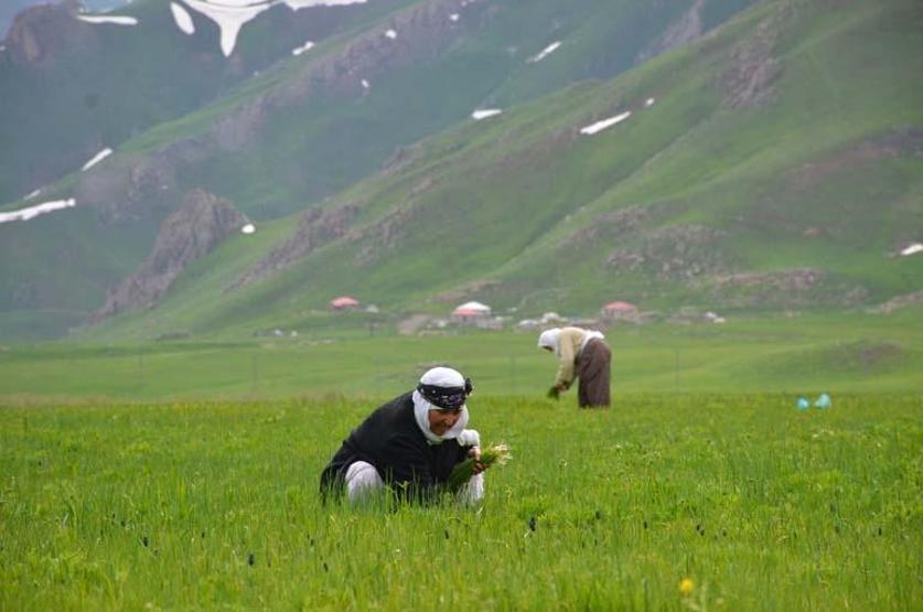 Bu otu toplamak için 200 km yol gidiyorlar! Peynirin içine katılıyor ...