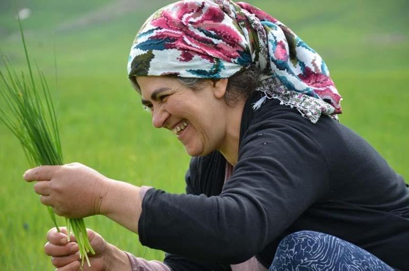 Bu otu toplamak için 200 km yol gidiyorlar! Peynirin içine katılıyor ...
