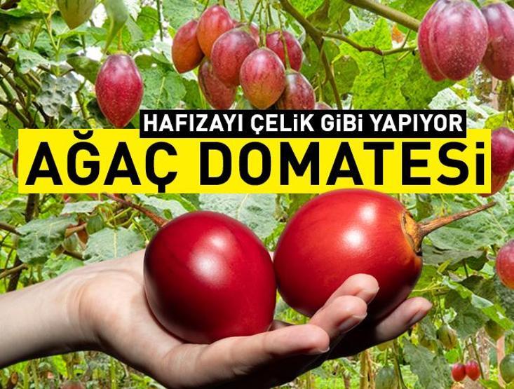 Ağaç domatesi olarak da biliniyor! Tam bir sağlık deposu! E ve C ...