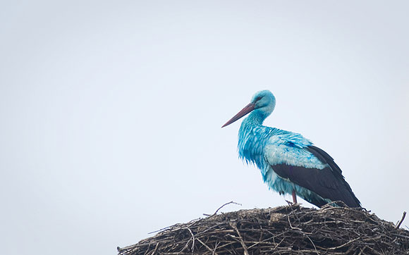 Mavi leylek baba oldu