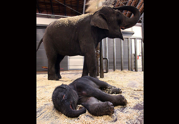 Kalbi atmayan bebek fil canlı doğdu