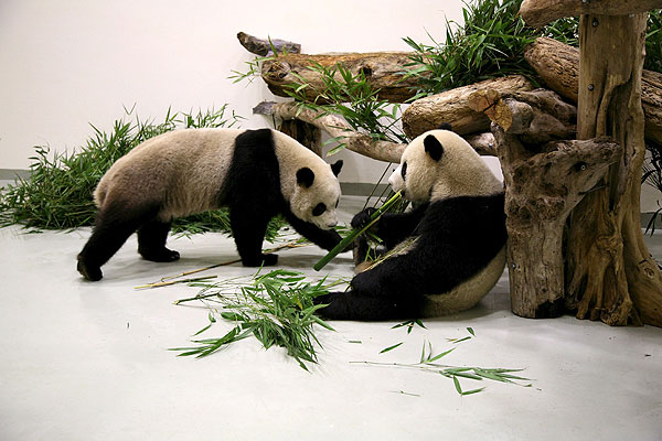 Pandalar Tayvan'a ulaştı