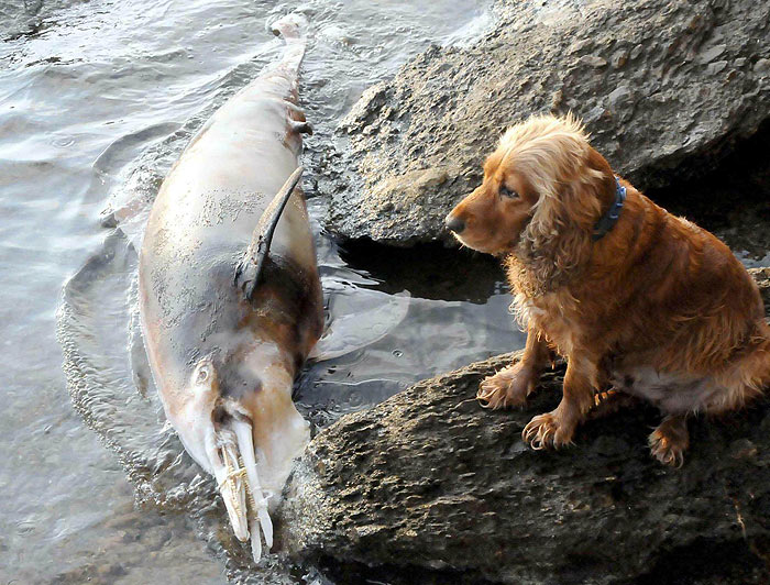Yunusu yaktılar! - Son Dakika Haberler