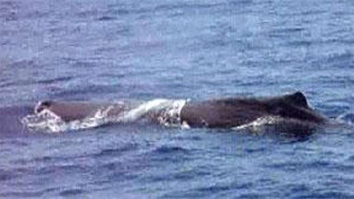 Dev balina Fethiye açıklarında görüntülendi | Video