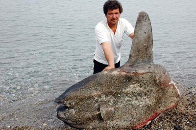 150 kiloluk ay balığı sahile vurdu - Son Dakika Haberleri CNN Türk