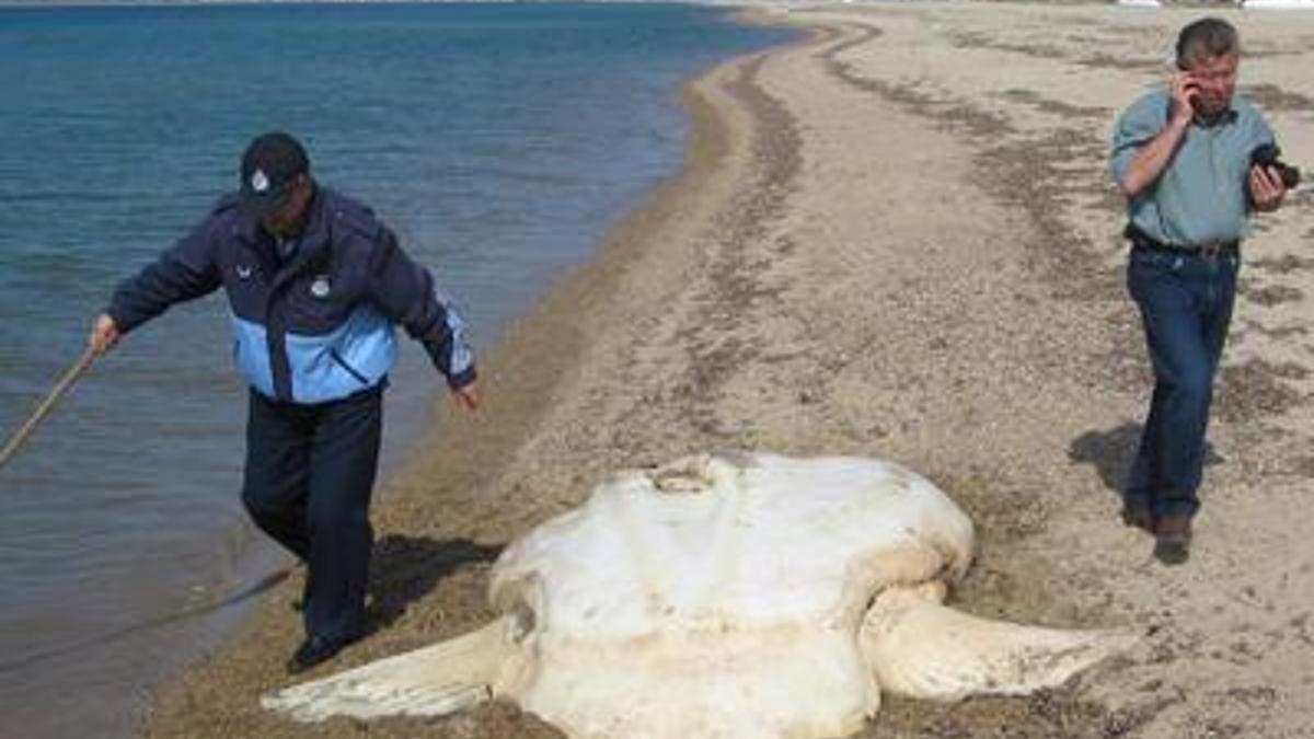 350 kiloluk ay balığı karaya vurdu - CNN Türk Güncel Haberler