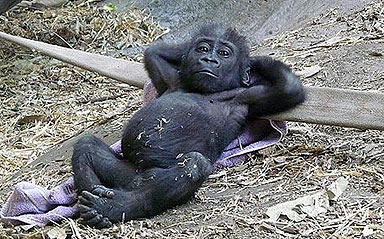 Yavru goril insan gibi 'dinlenirken' görüntülendi