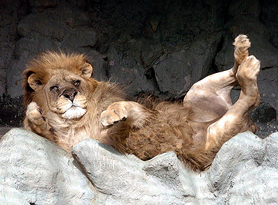 Kafesinden kaçan aslan öldürüldü