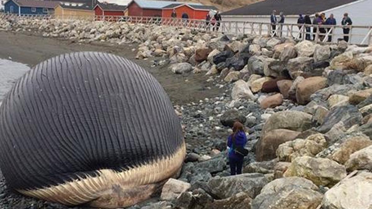 Dev balina her an patlayabilir - Son Dakika Dünya Haberleri CNN Türk