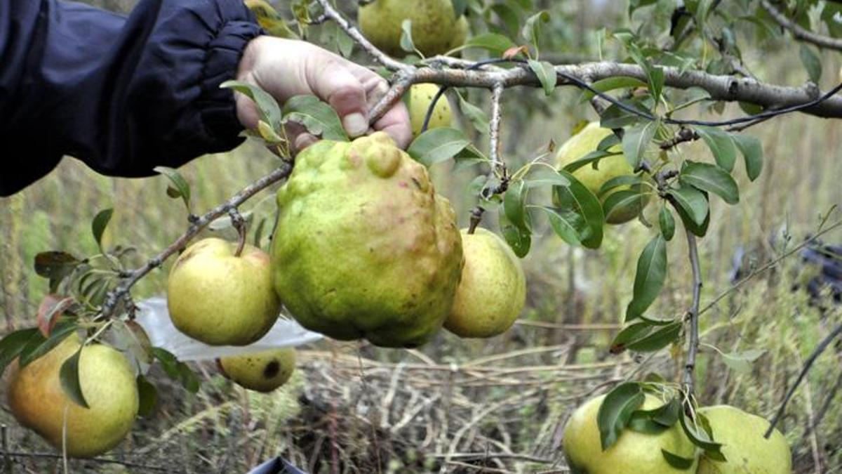Kavun büyüklüğünde armut