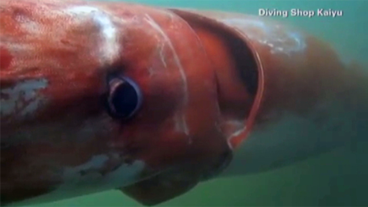 Japonya'da dev kalamar görüntülendi! - Dünya Haberleri CNN TÜRK