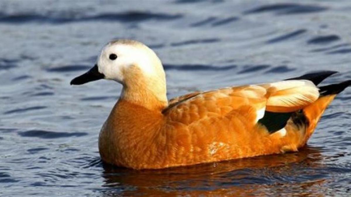 Angut kuşunun o özelliğini biliyor musunuz? - Gazete Haberleri