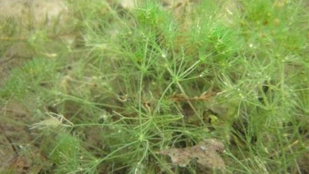 Dinozorlar döneminden kalma canlı bitki bulundu - Güncel Haberler Son ...