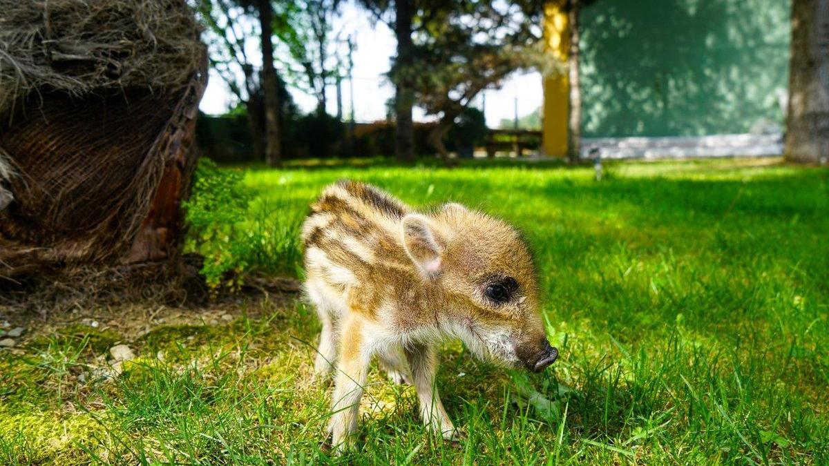 Doğada bulunan yavru domuz koruma altına alındı - Gazete Haberleri