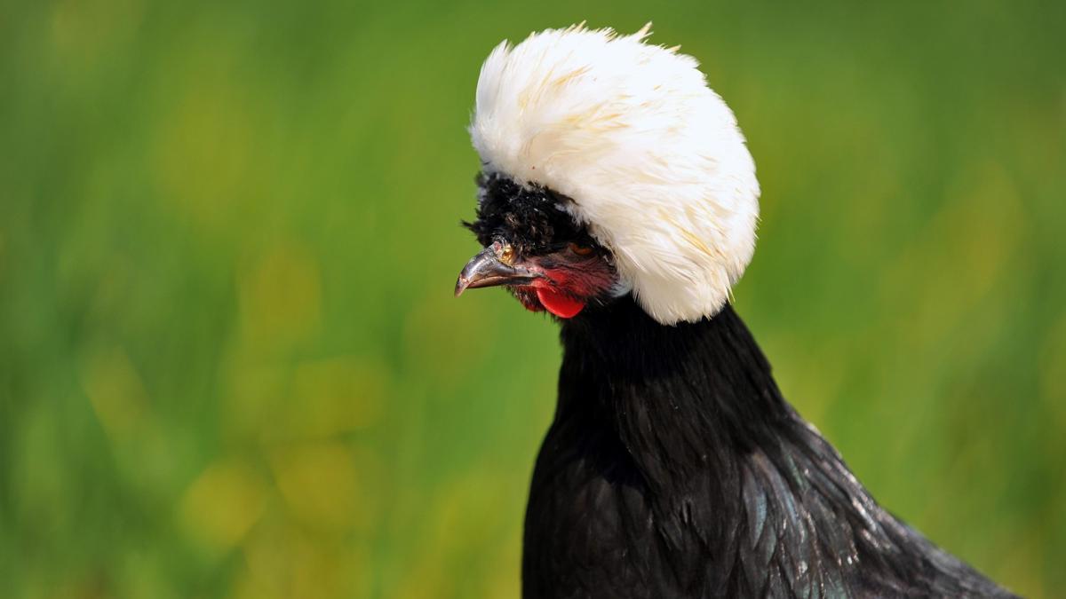 'Rahibe fizan' tavuk cinsi, ilginç görünümüyle dikkat çekiyor - Gazete ...