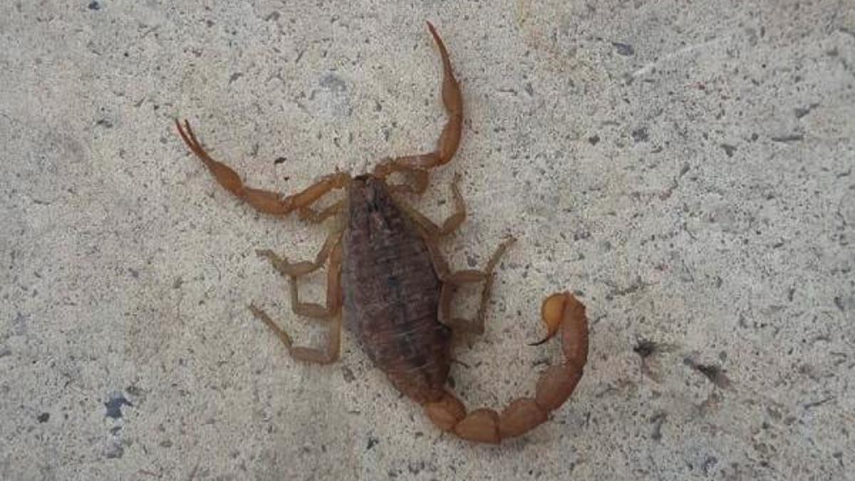İslahiye'de, en zehirli akrep türü görüldü - Islahiye Haber