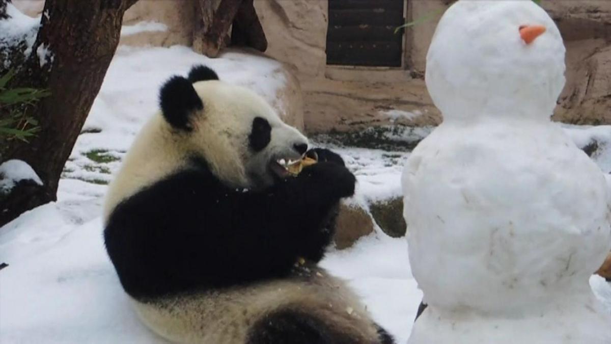 Panda kardan adamı yedi - Dünya Haberleri | Video