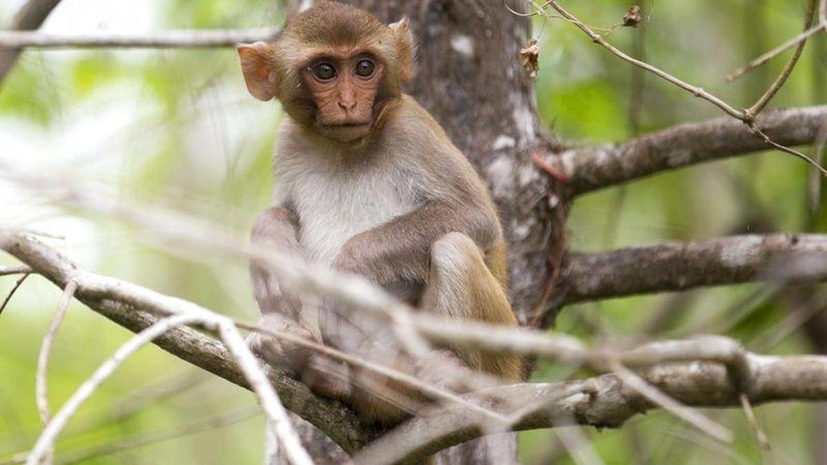 Son dakika: Monkey B virus nedir, panik yarattı!Monkey B virüsü ...