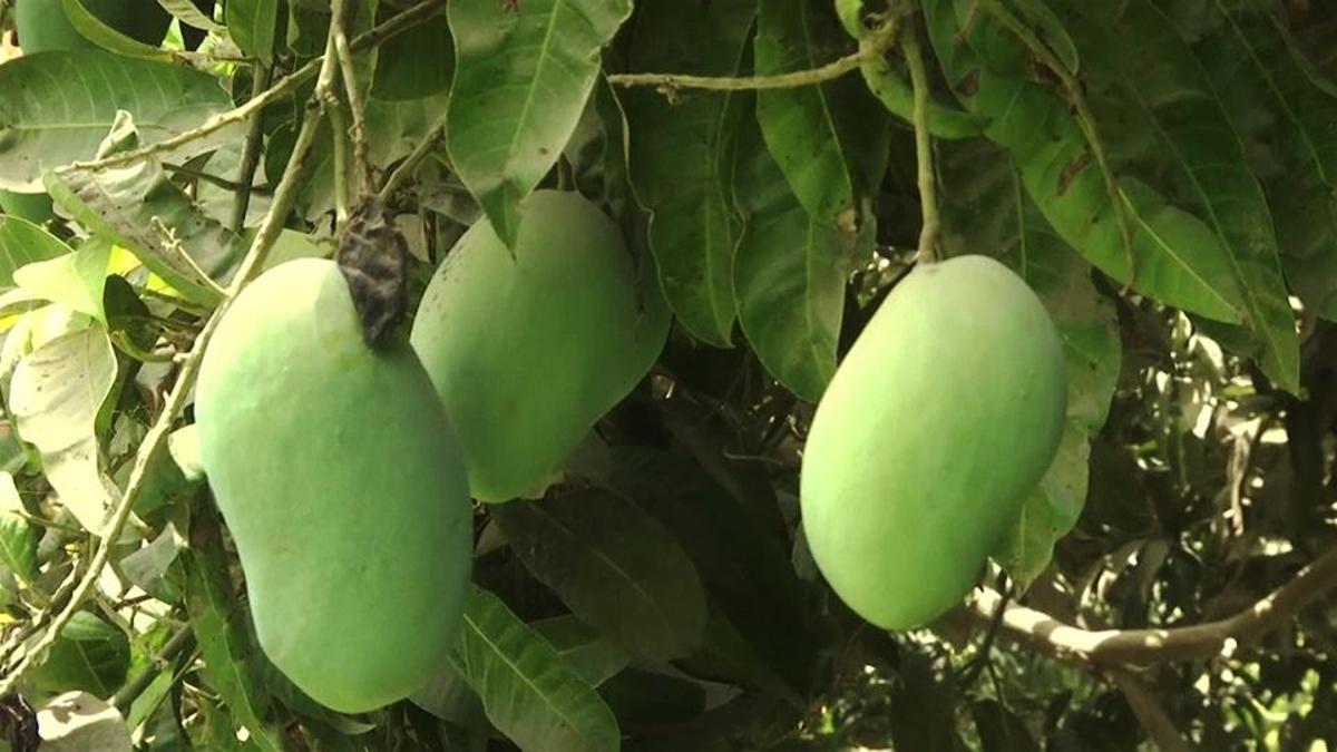 Aşırı sıcaklar mangoyu vurdu - Dünya Haberleri | Video
