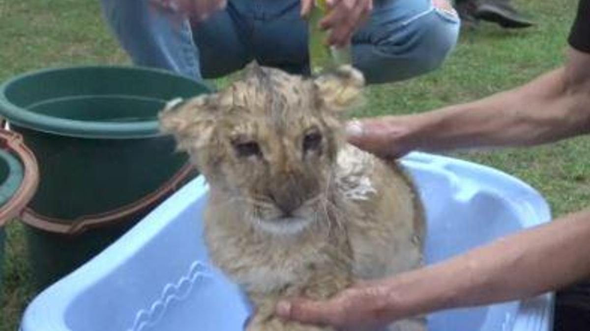 Yavru aslan Alex'e sevgi seli! - | Video