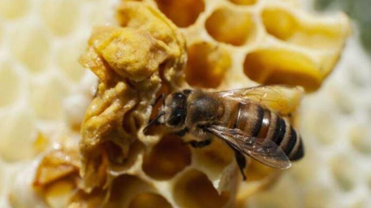 Yüksek protein kaynağı arı poleni! Faydaları saymakla bitmiyor - Sağlık ...