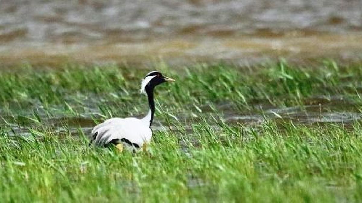 Telli Turna ve Toy Kuşları izleniyor - Samsun Haber