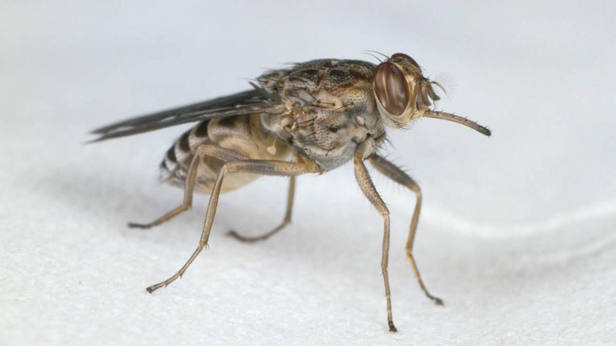 Isıran sineklerin neden mavi rengi sevdikleri ortaya çıktı - Son Dakika ...