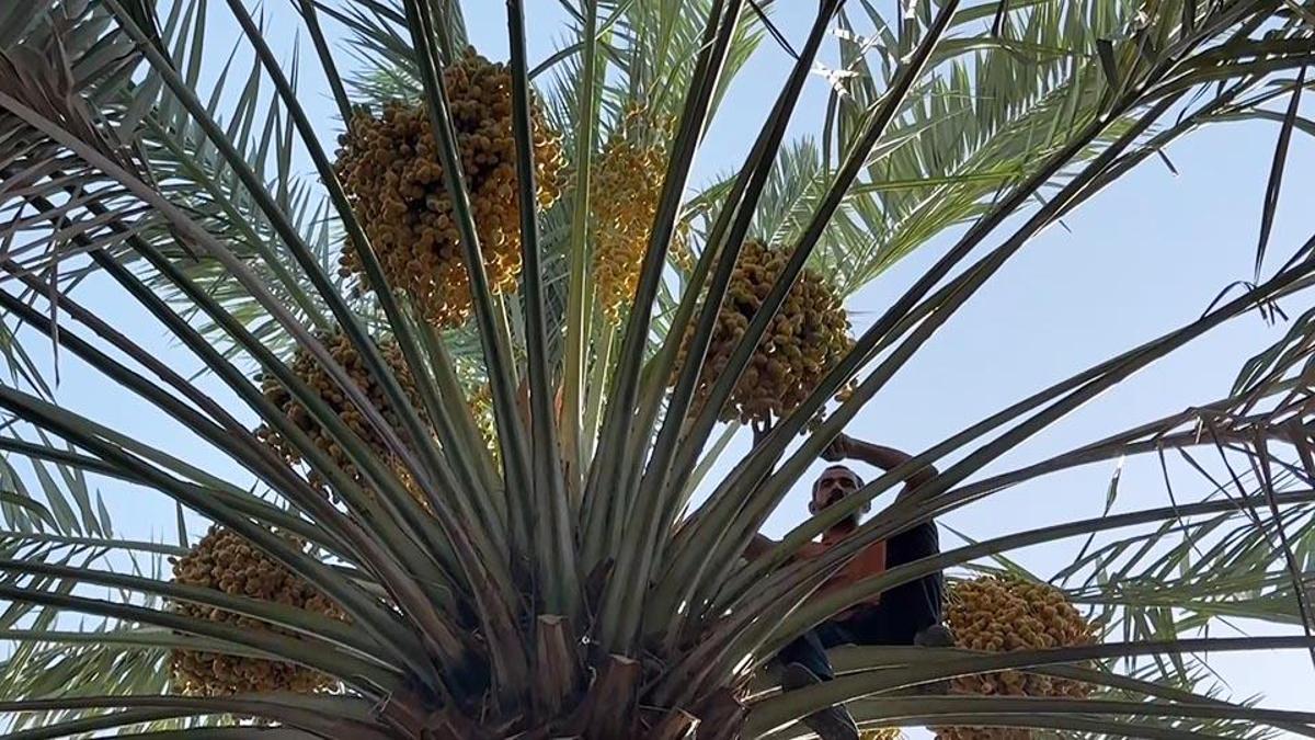 Medine'nin meşhur hurma bahçeleri