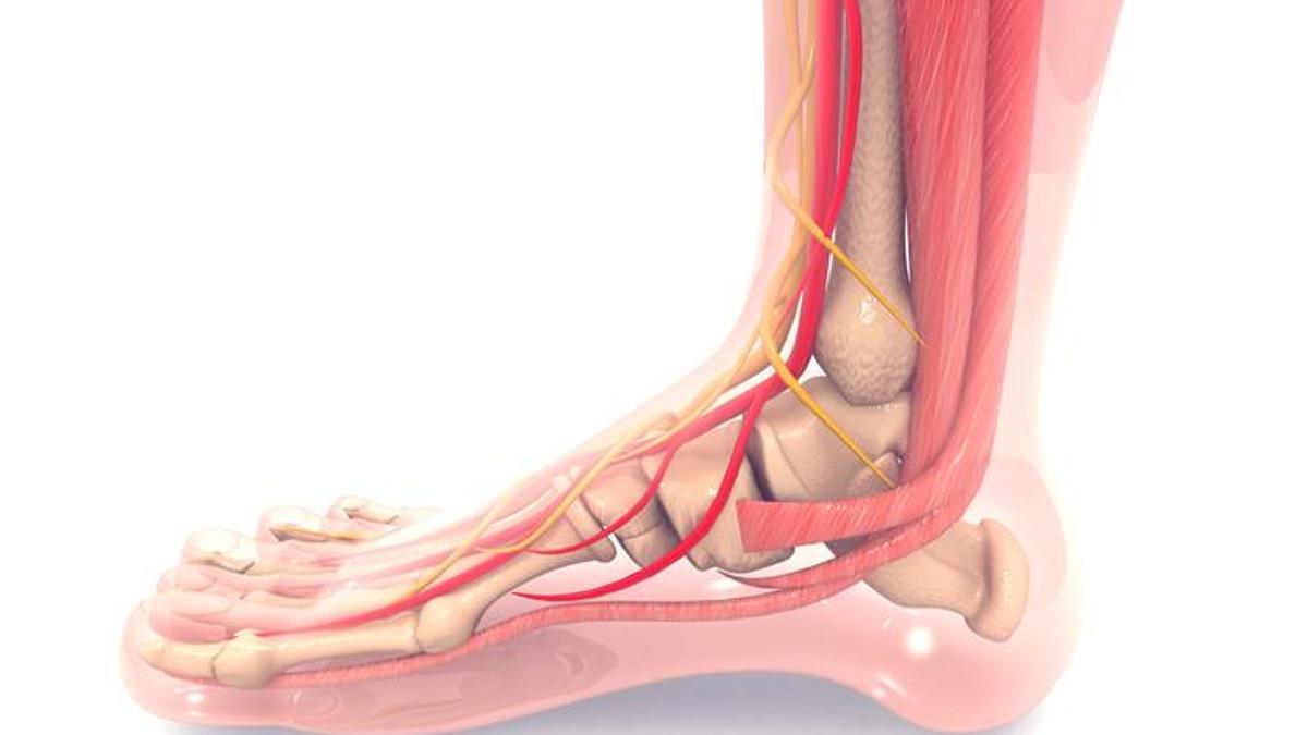 Peroneal tendon sakatlığı nedir, ne kadar sürede iyileşir, belirtileri ...