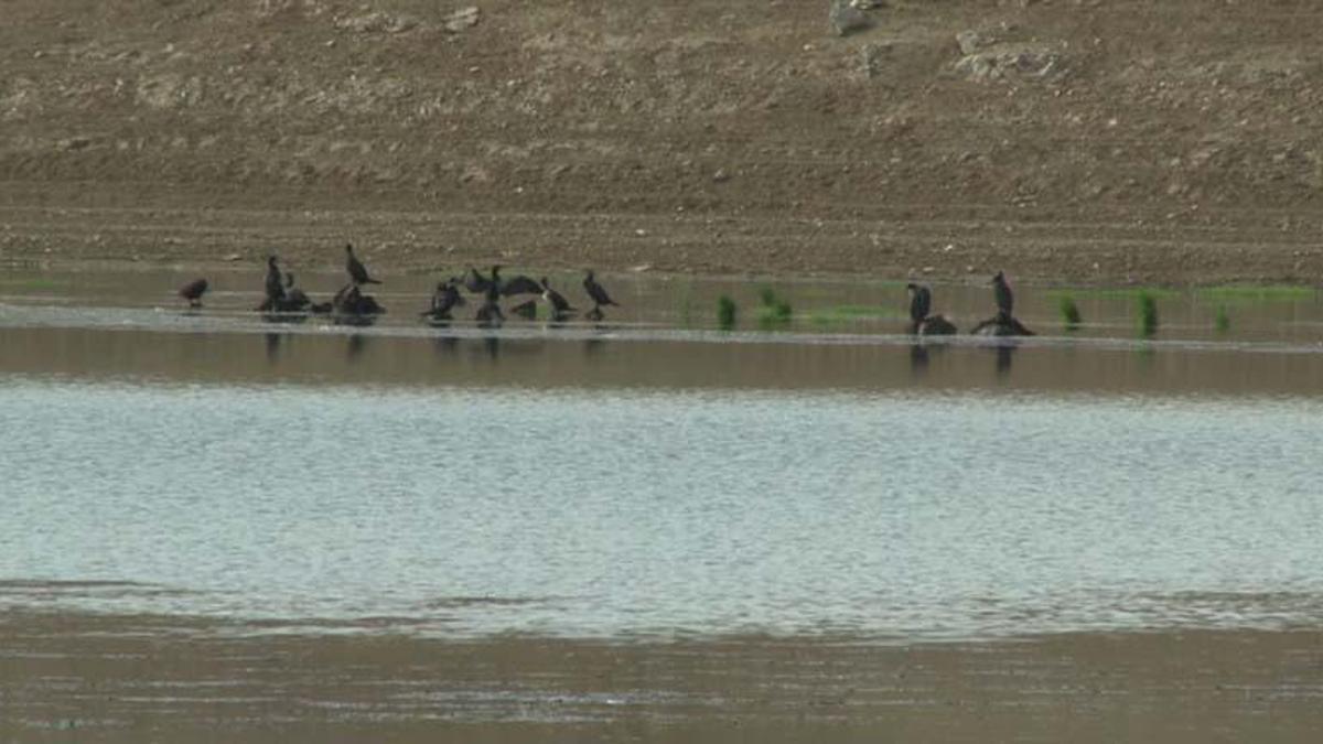 Angut kuşlarının kartpostalları aratmayan görüntüleri - Gazete Haberleri