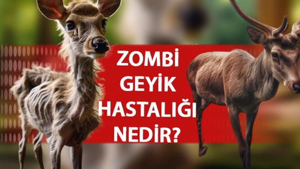 Zombi geyik hastalığı nedir, belirtileri nelerdir, nasıl bulaşır ...