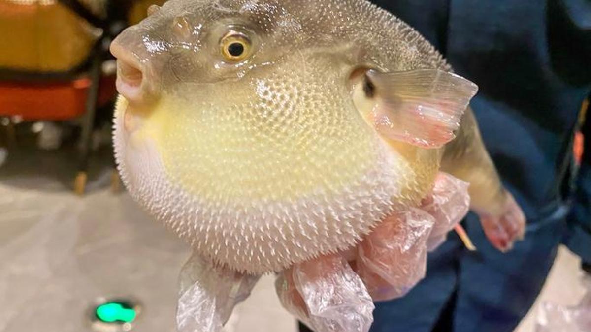 Balon balığı zehirli mi? Balon balığı nedir, yenilebilir mi? - Güncel ...