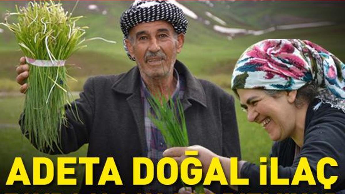 Bu otu toplamak için 200 km yol gidiyorlar! Peynirin içine katılıyor ...