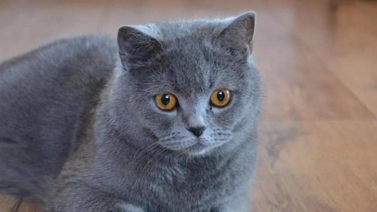 Ev Kedisi Özellikleri Nelerdir? Ev Kedisi Bakımı Nasıl Yapılır ...